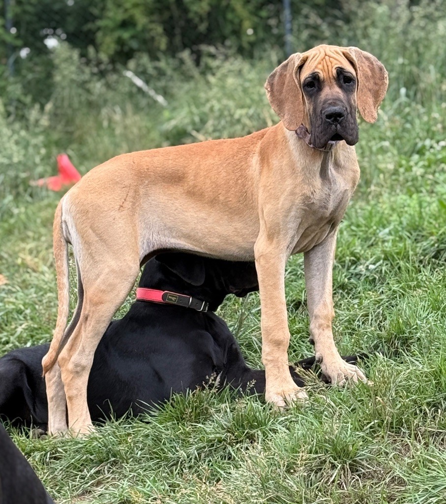 Chiots disponibles - Elevage Au Royaume De Leyla - eleveur de chiens ...